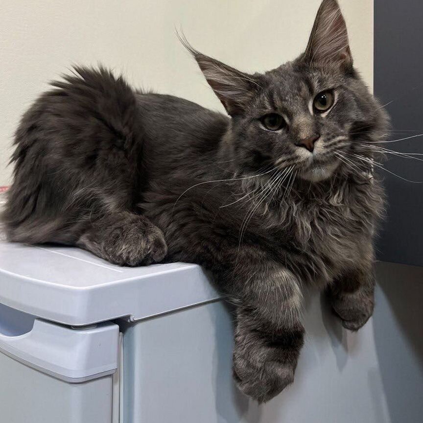 Мейн-кун котёнок