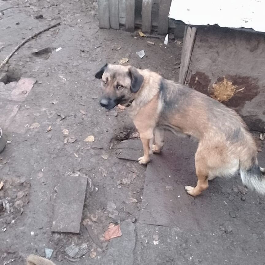 Отдадим щенков