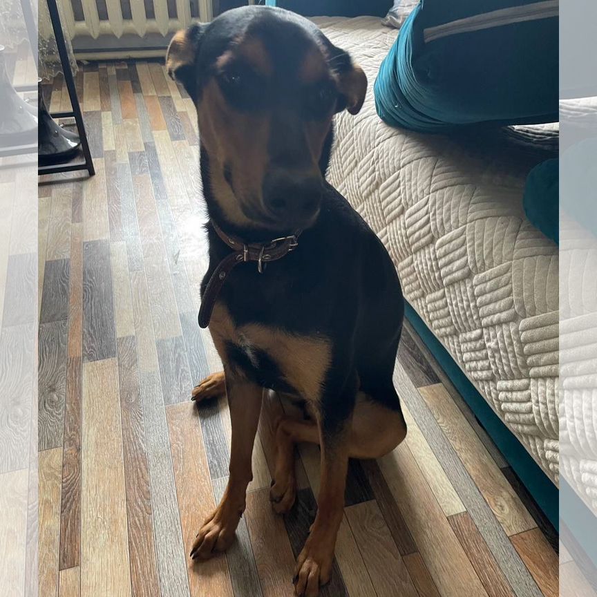 Доберман, щенок