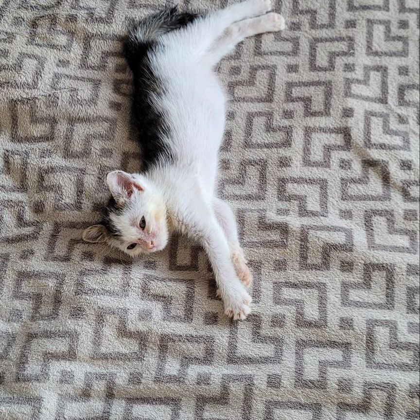 Котёнок девочка