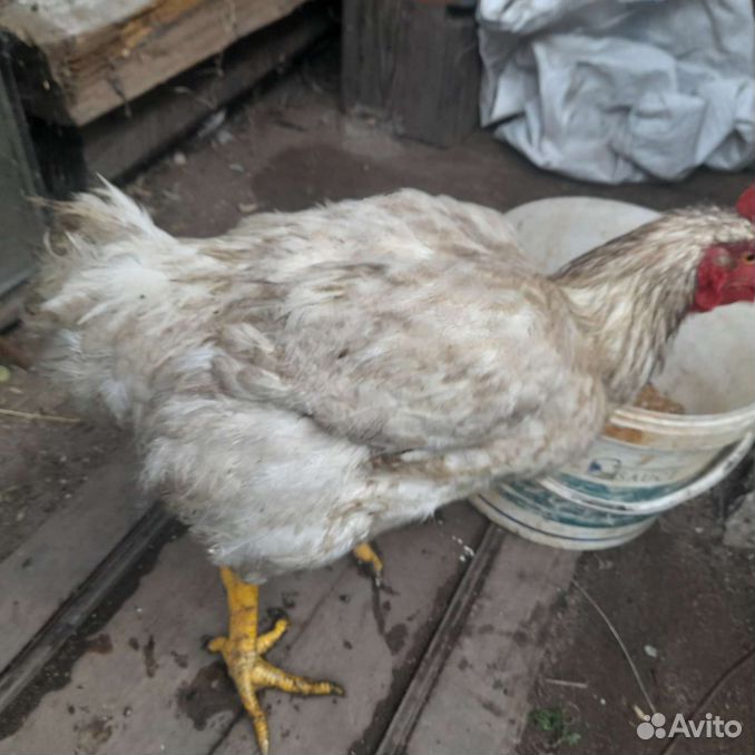 Продам бройлеров
