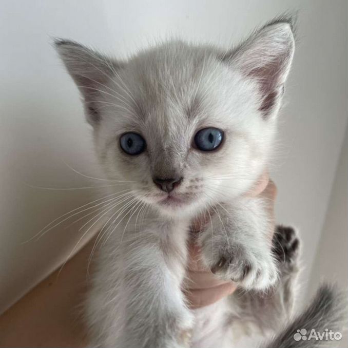 Кошки шотландцы