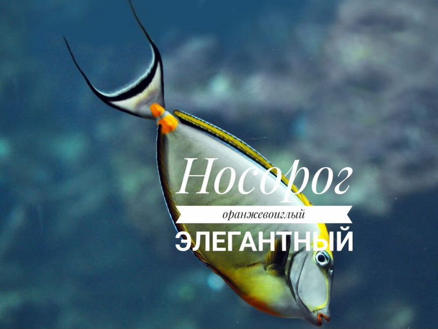 Носорог оранжевоиглый, S(рыбка в наличии)