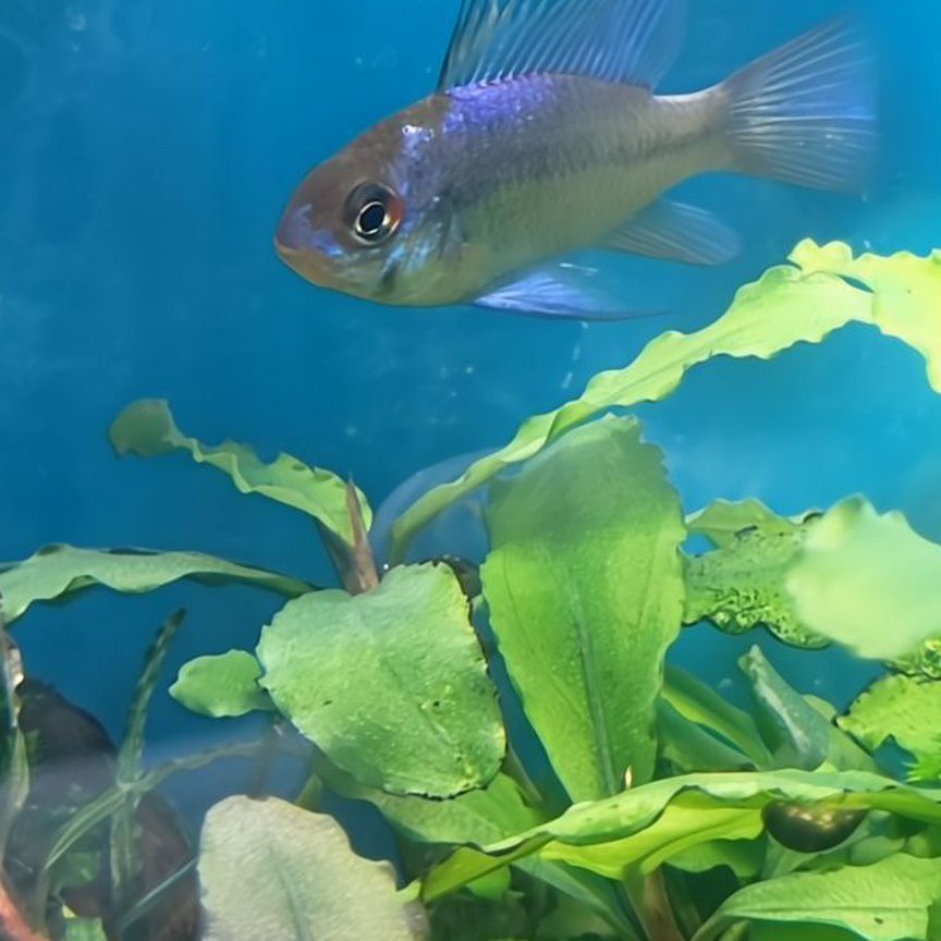 Рыбка Электрик