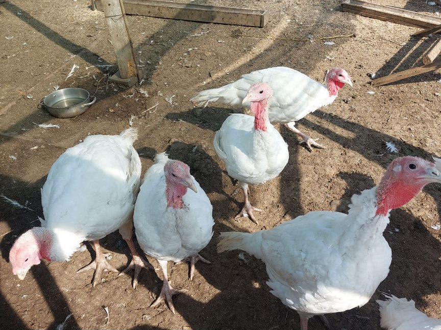 Домашняя птица