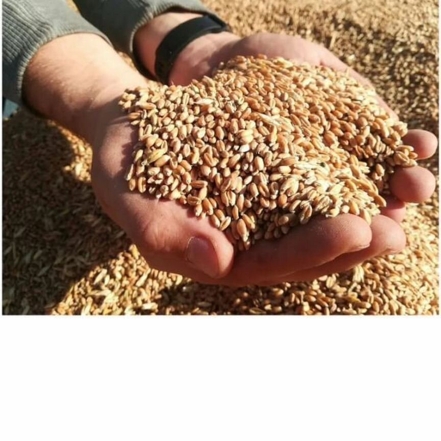 Зерно пшеница