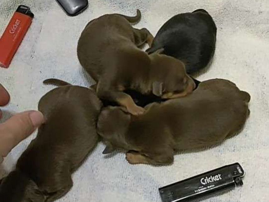 Мини тойчики