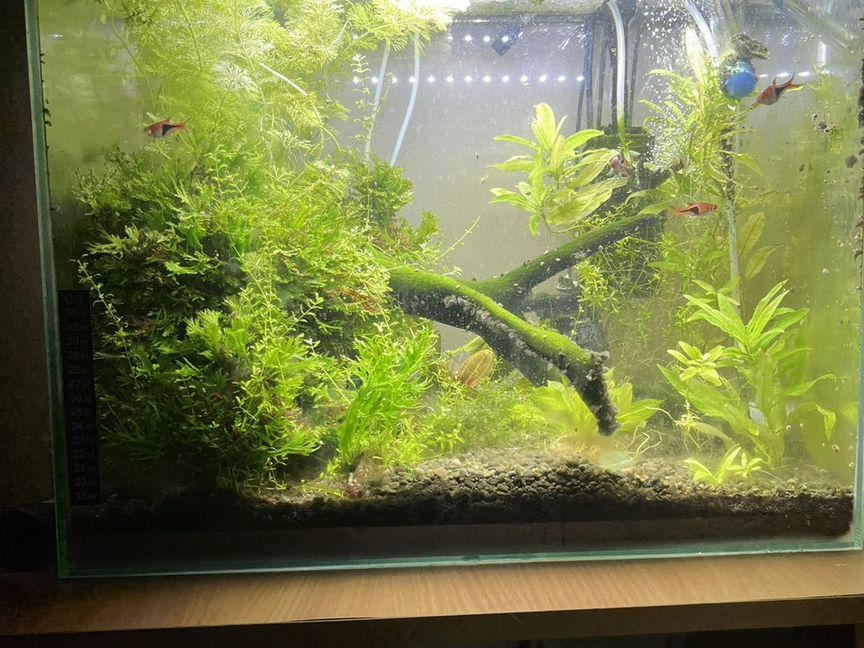 Аквариум