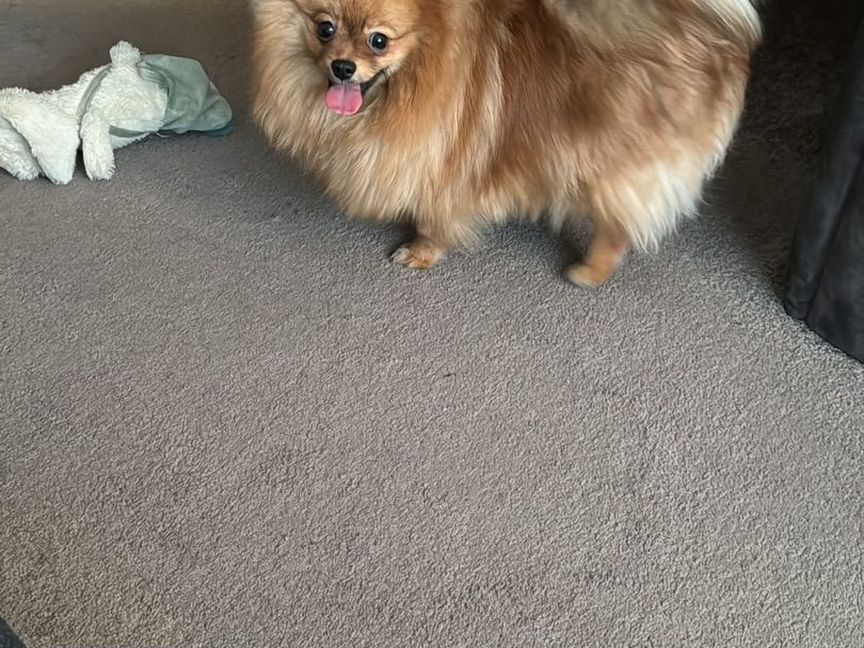 Померанский шпиц вязка кобель