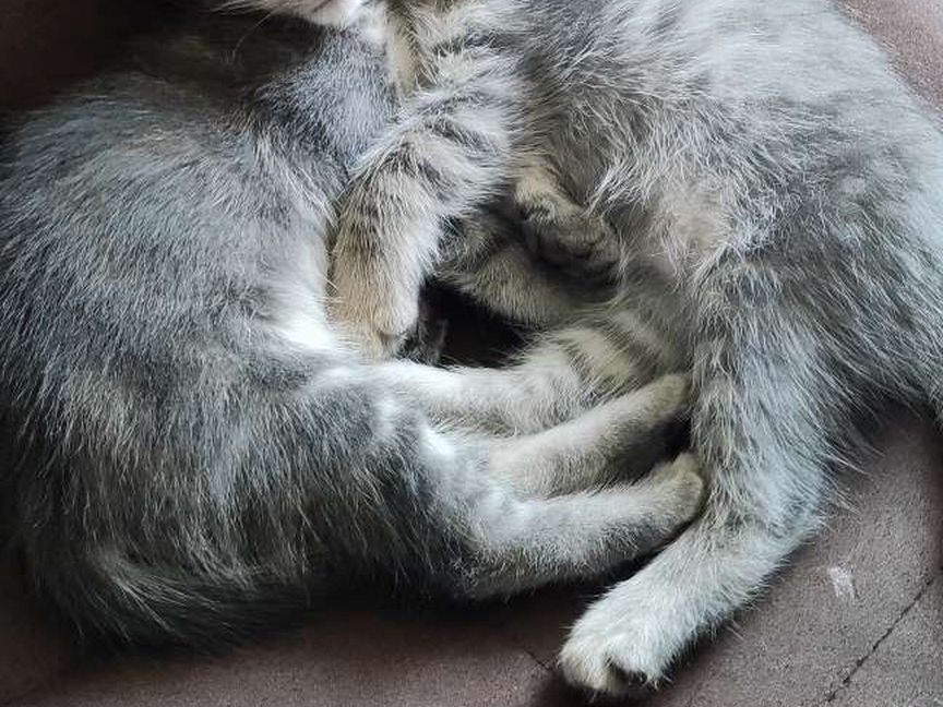 Две красотки ищут лучших друзей