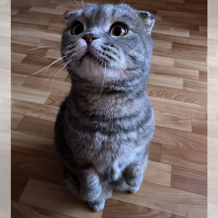 Шотландский вислоухий длинношёрстный, взрослый кот