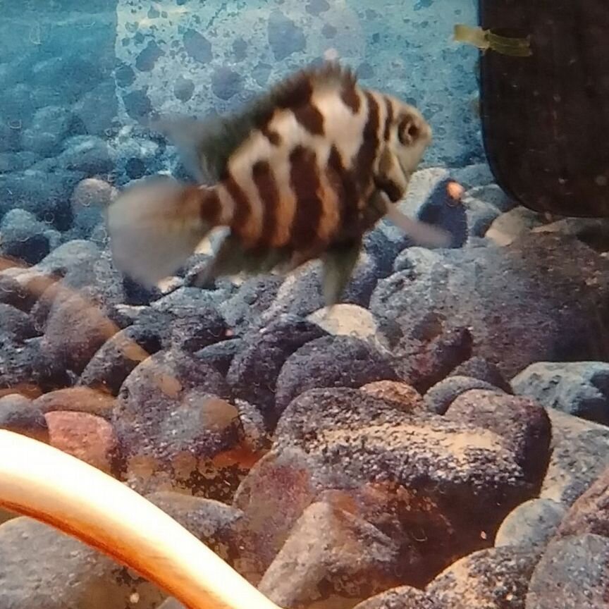 Аквариумные рыбки