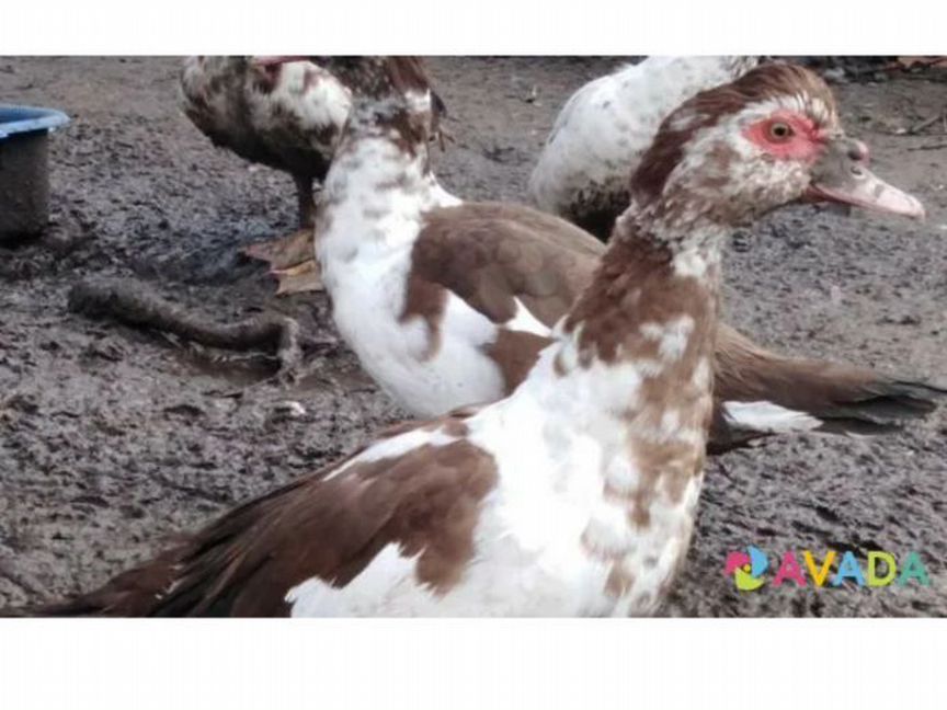 Индоутак и индоутка продаю