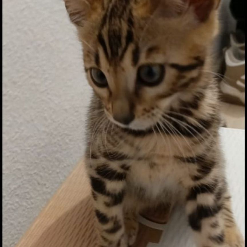 Бенгальская кошка