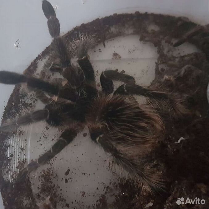 Паук Ласиодора парахибана