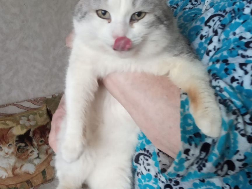 Котишка в добрые руки