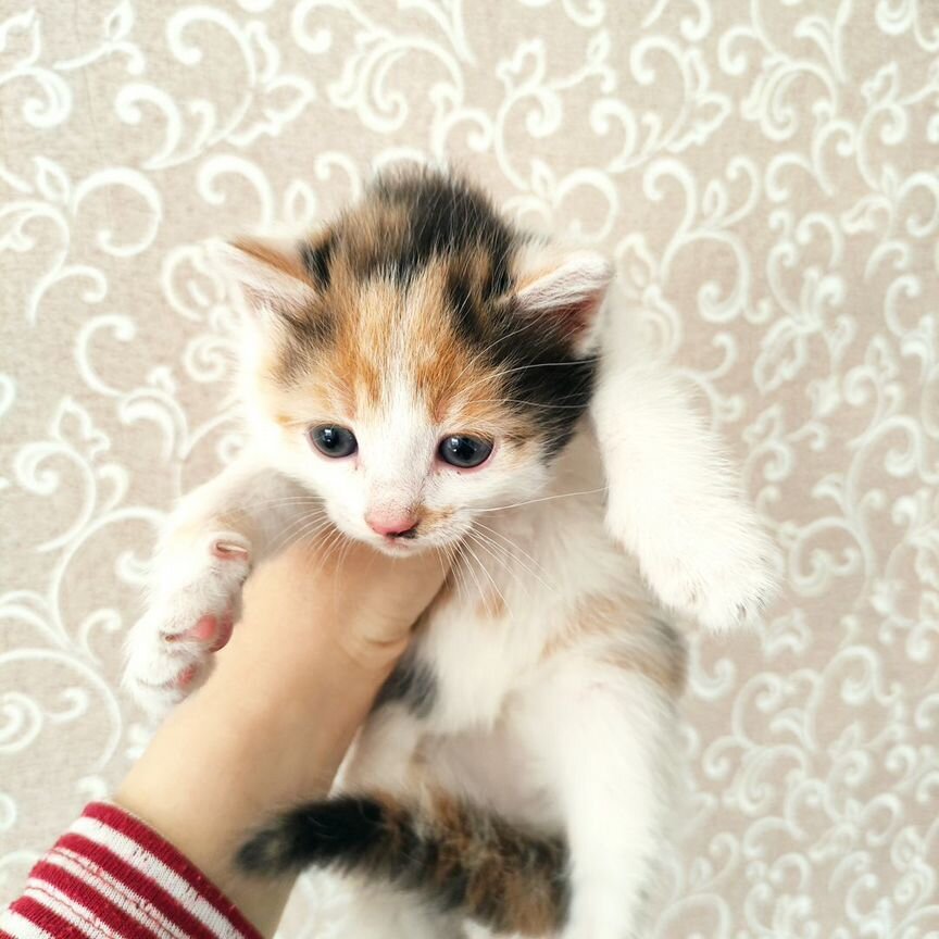 Котятки-Богатки