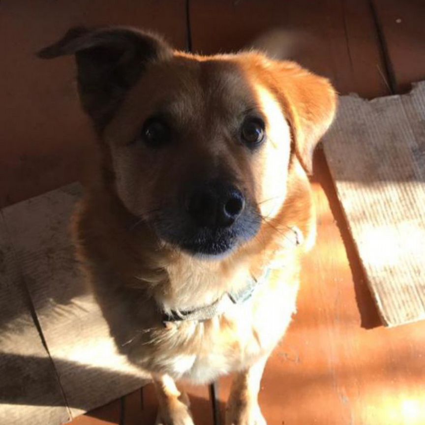 Домашние животные собаки в добрые руки