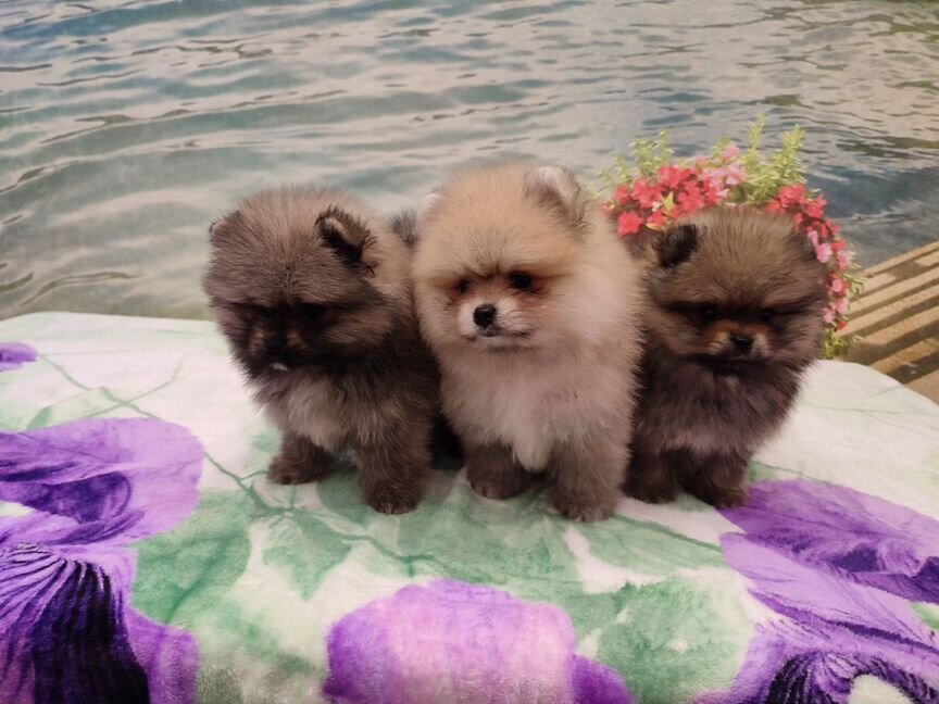 Шпиц мишка бу мальчик