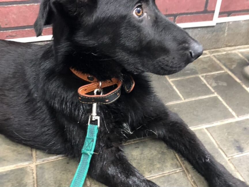 Восточноевропейская овчарка