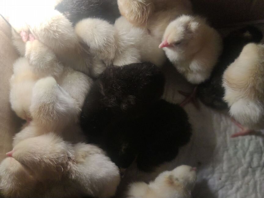 Цыплята несушки