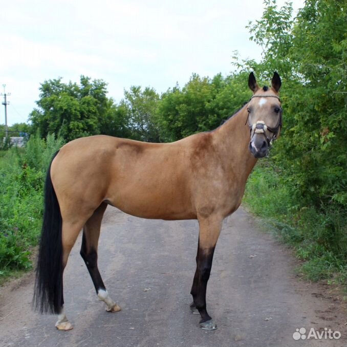 Спортивная Лошадь