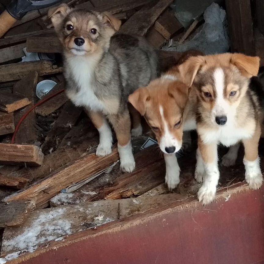 Собака в добрые руки отдам бесплатно