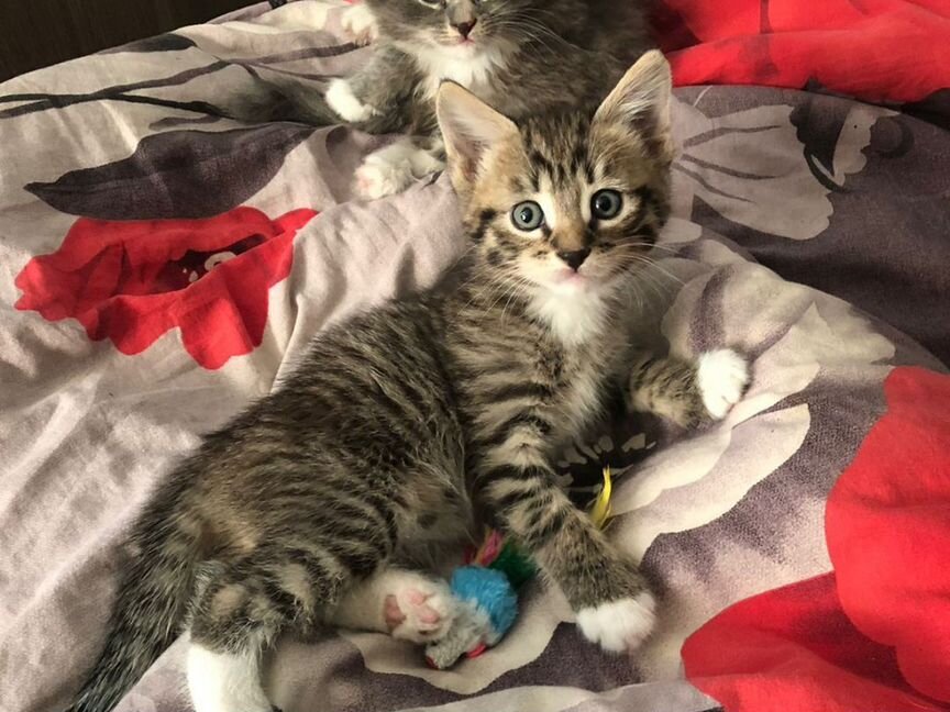 Котята в добрые руки 1 месяц