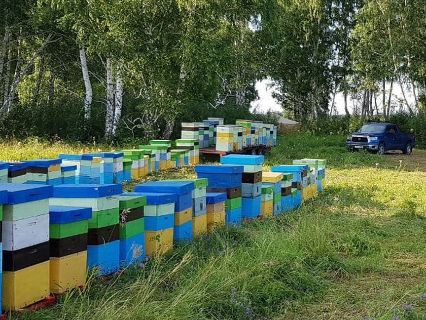 Оборудование для пасеки, ульи, рамки, суш