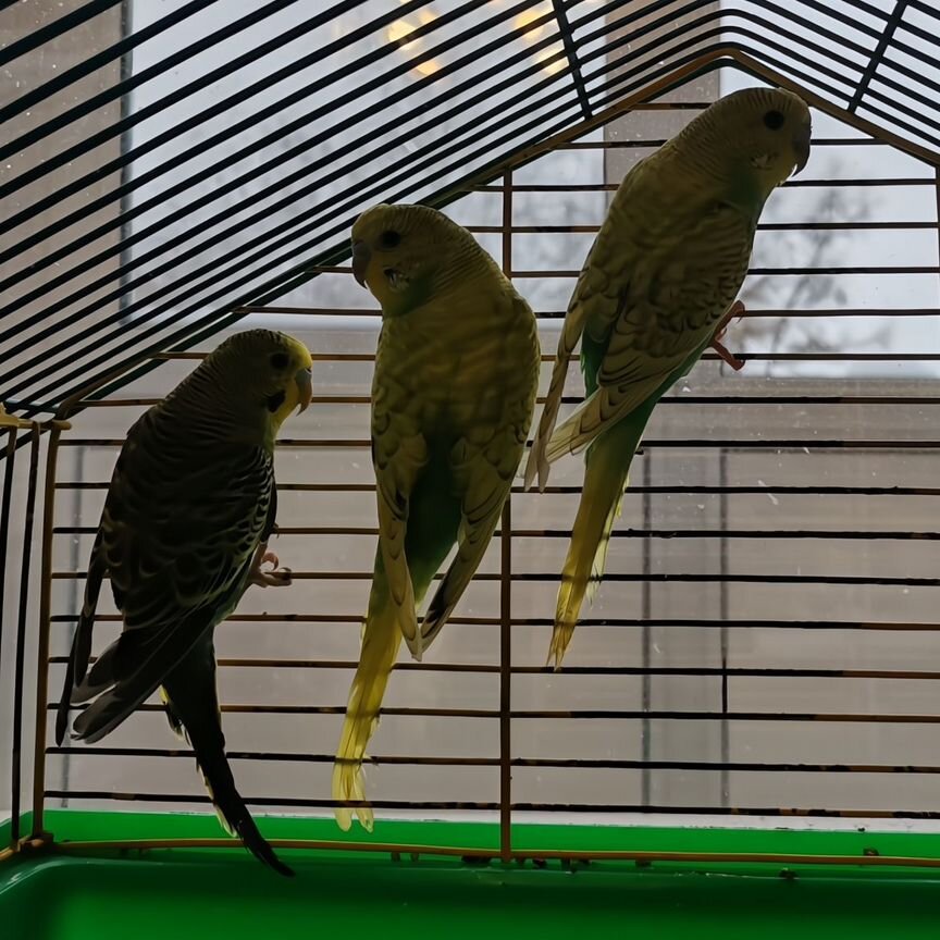 Волнистый попугай