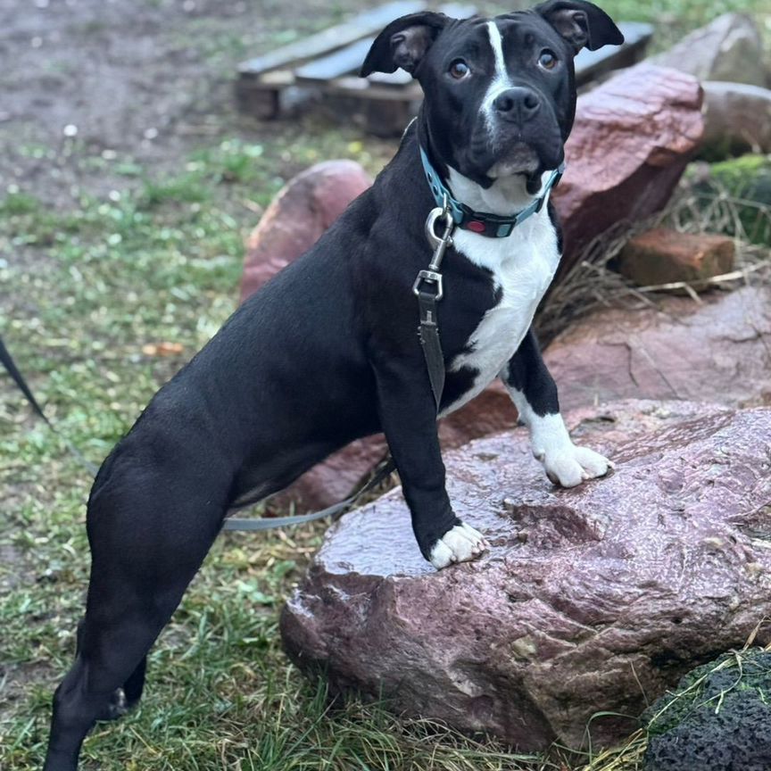 Американский стаффордширский терьер, щенок