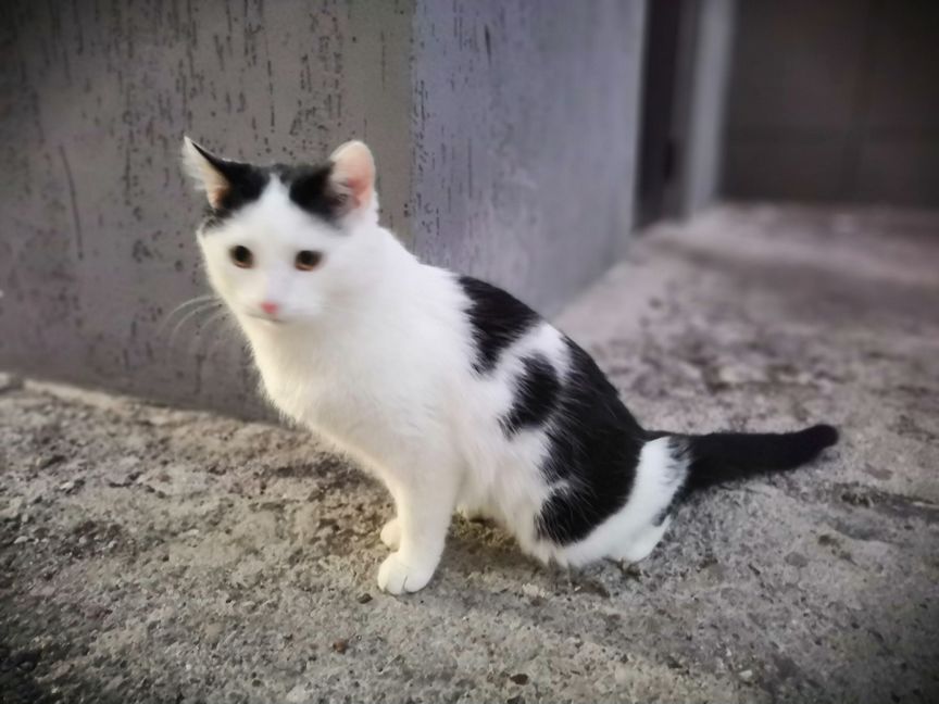 Котик ищет дом