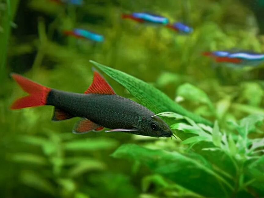 Лабео зеленый (плавники красные)