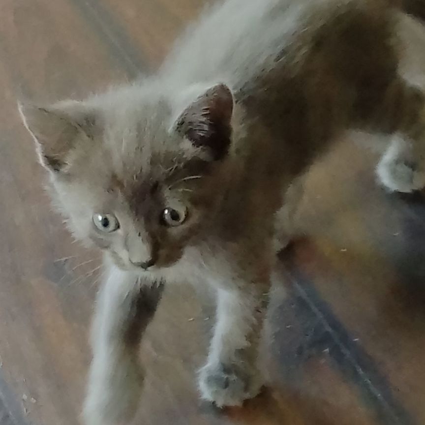 Отдам котят в заботливые руки