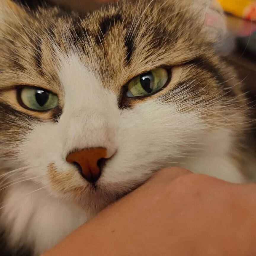 Коты в добрые руки