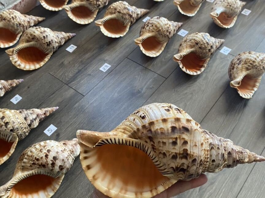 Ракушка Раковина Тритона