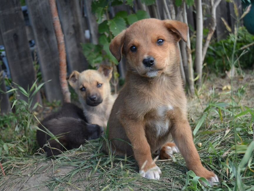 Щенки крупных и мелких собак