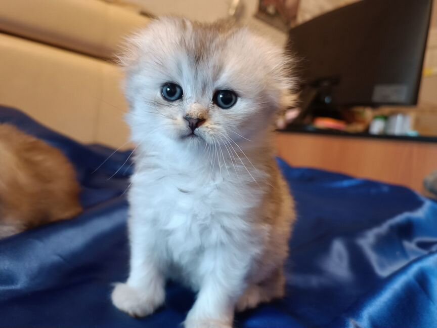 Серебристая вислоухая кошечка