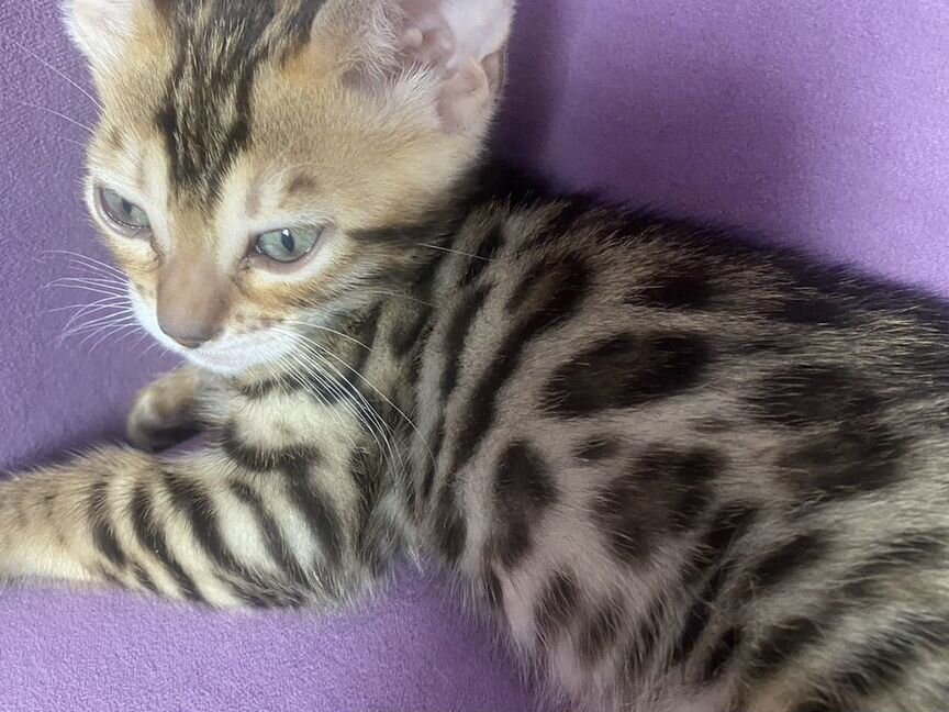 Бенгальская кошка
