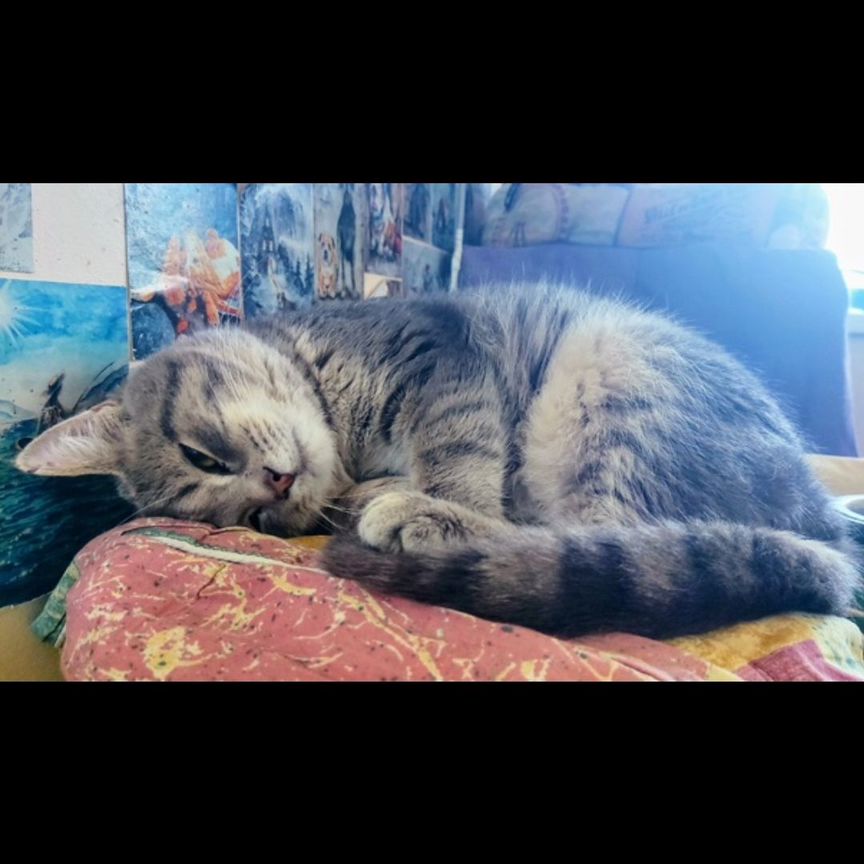 Молодая приютская кошечка