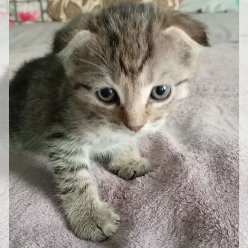 Шотландский вислоухий короткошёрстный котёнок
