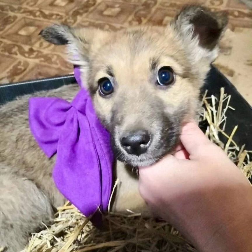 Щеночки в добрые руки