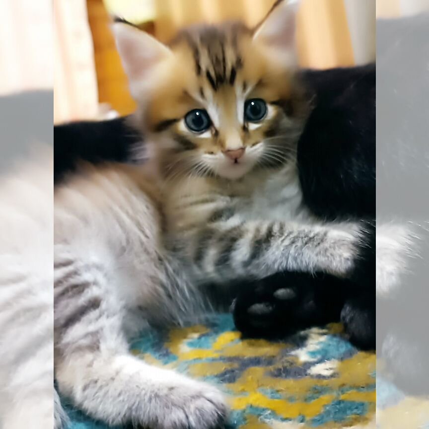 Котенок