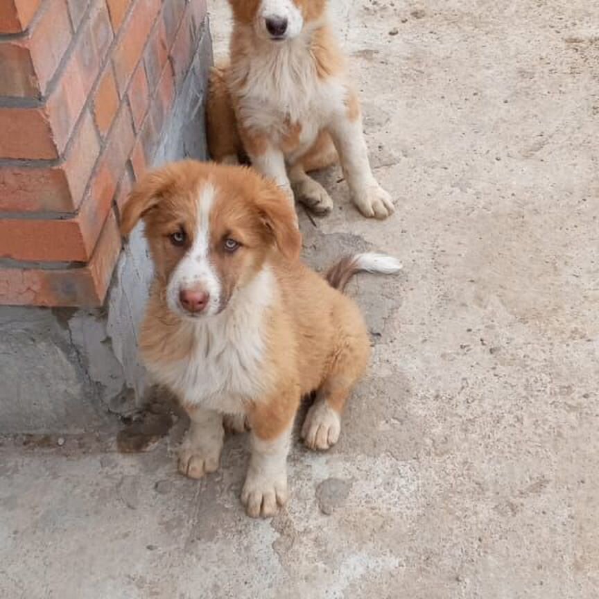 Метисы хаски