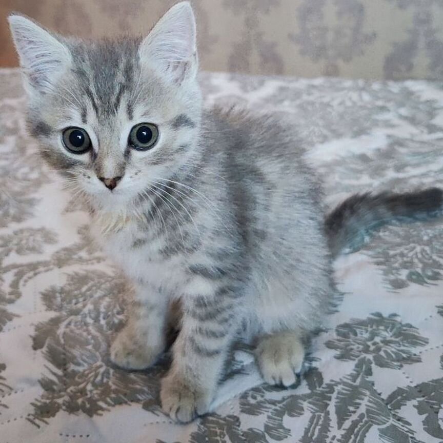 Кошечка Невская маскарадная
