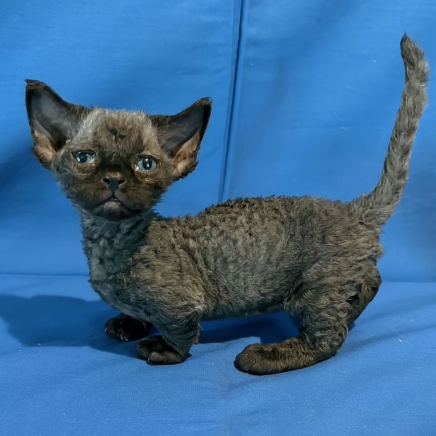 Минскин котёнок