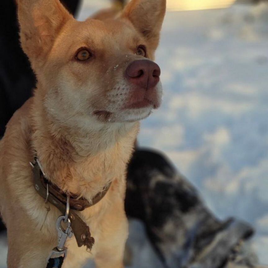 Умка - умнейшая девочка мечтает о доме