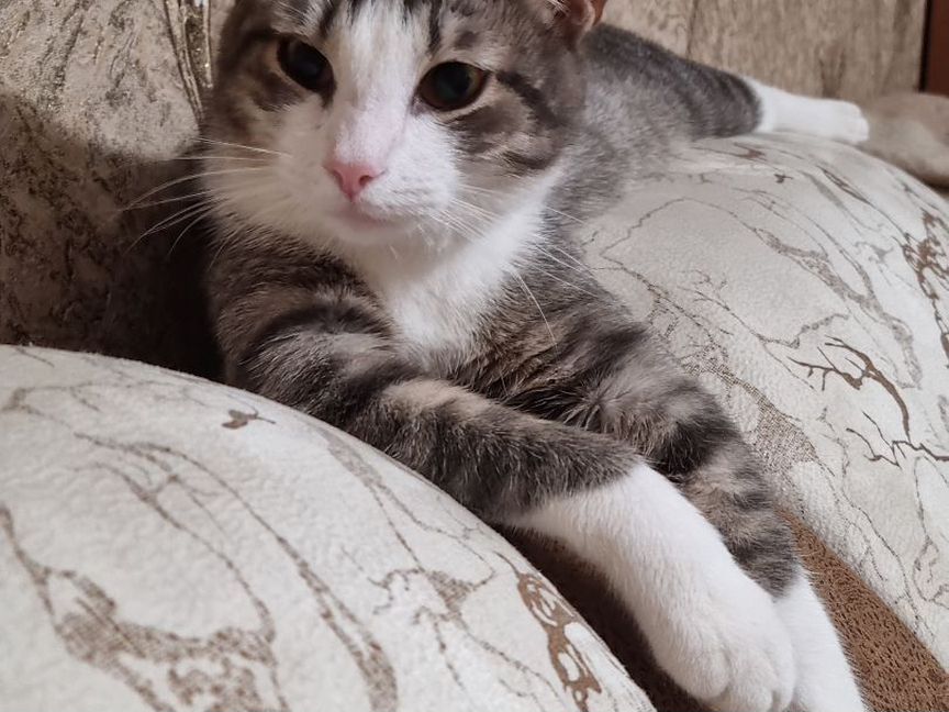 Отдам кота в добрые руки