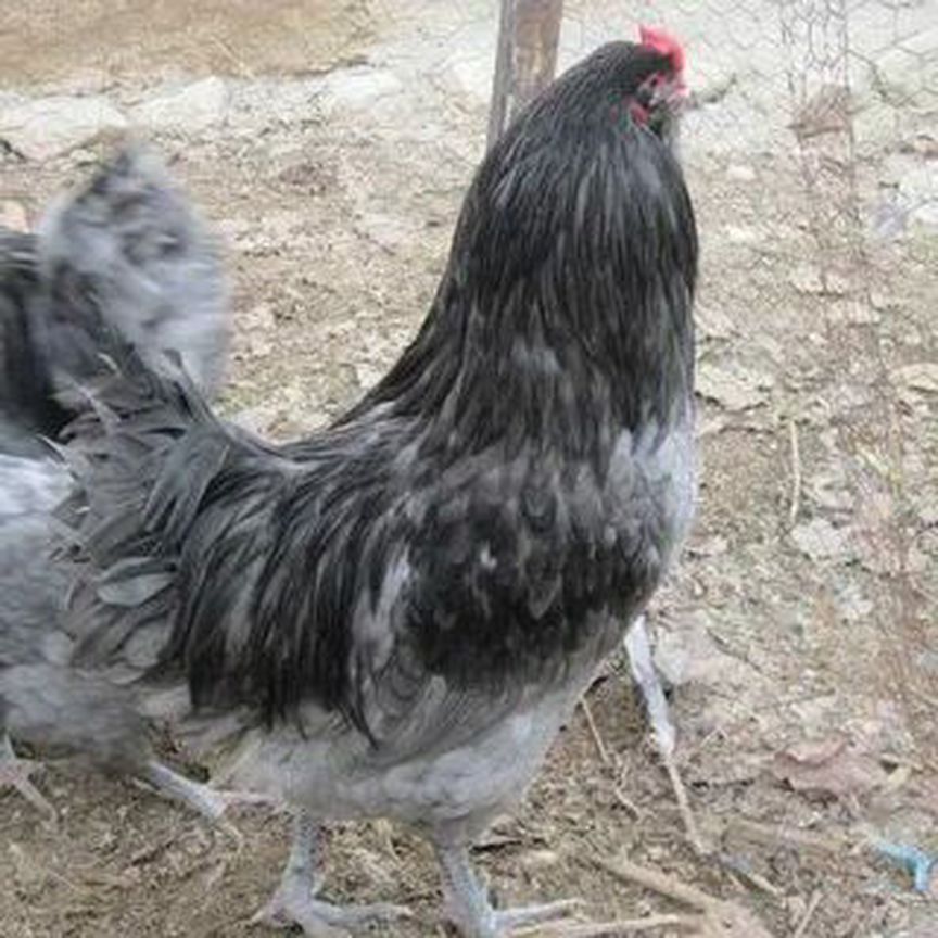 Петух Амерукан