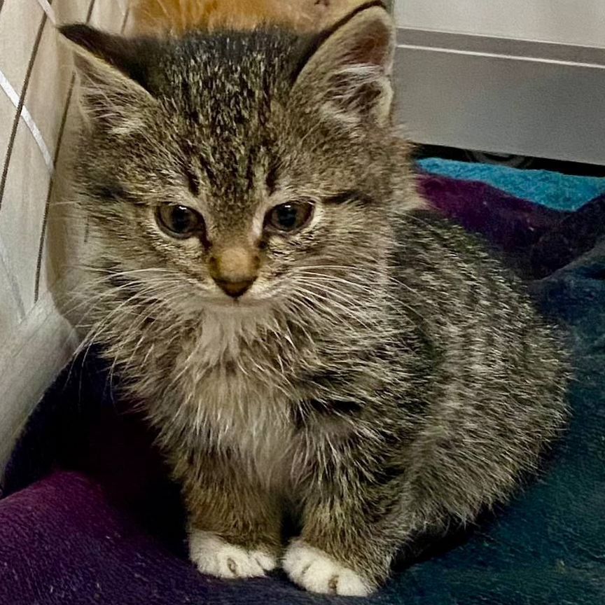 Котёнок в добрые руки